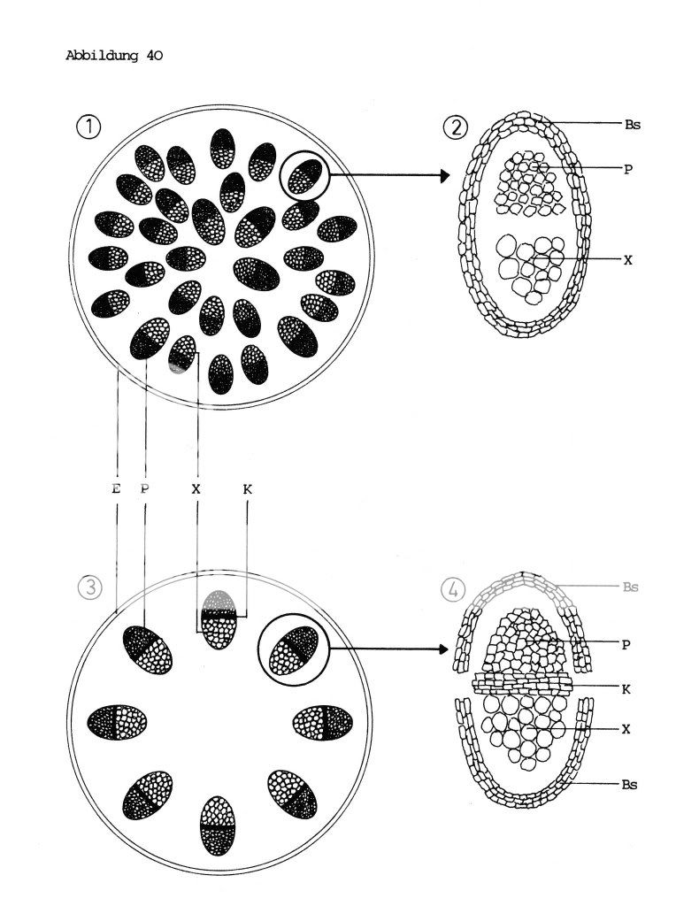 Bestimmungshilfe- Pflanze