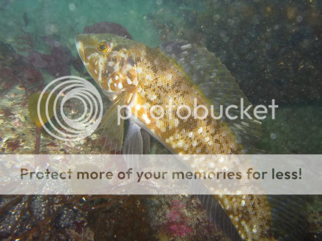 Greenling Identification Confirmation | Bloodydecks