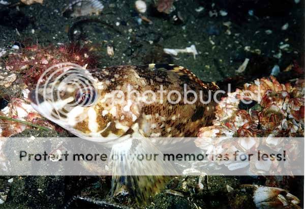 Greenling Identification Confirmation | Bloodydecks