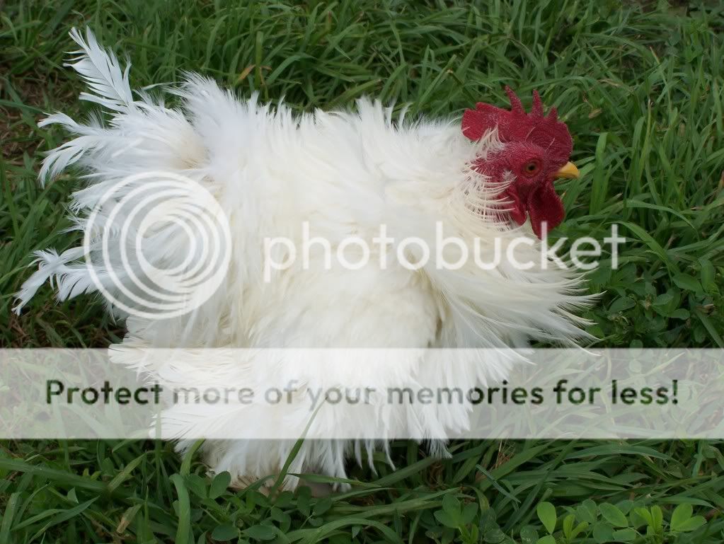 Post PICS of your GLORIOUS ROOSTERS here!!! All breeds welcome! | Page ...